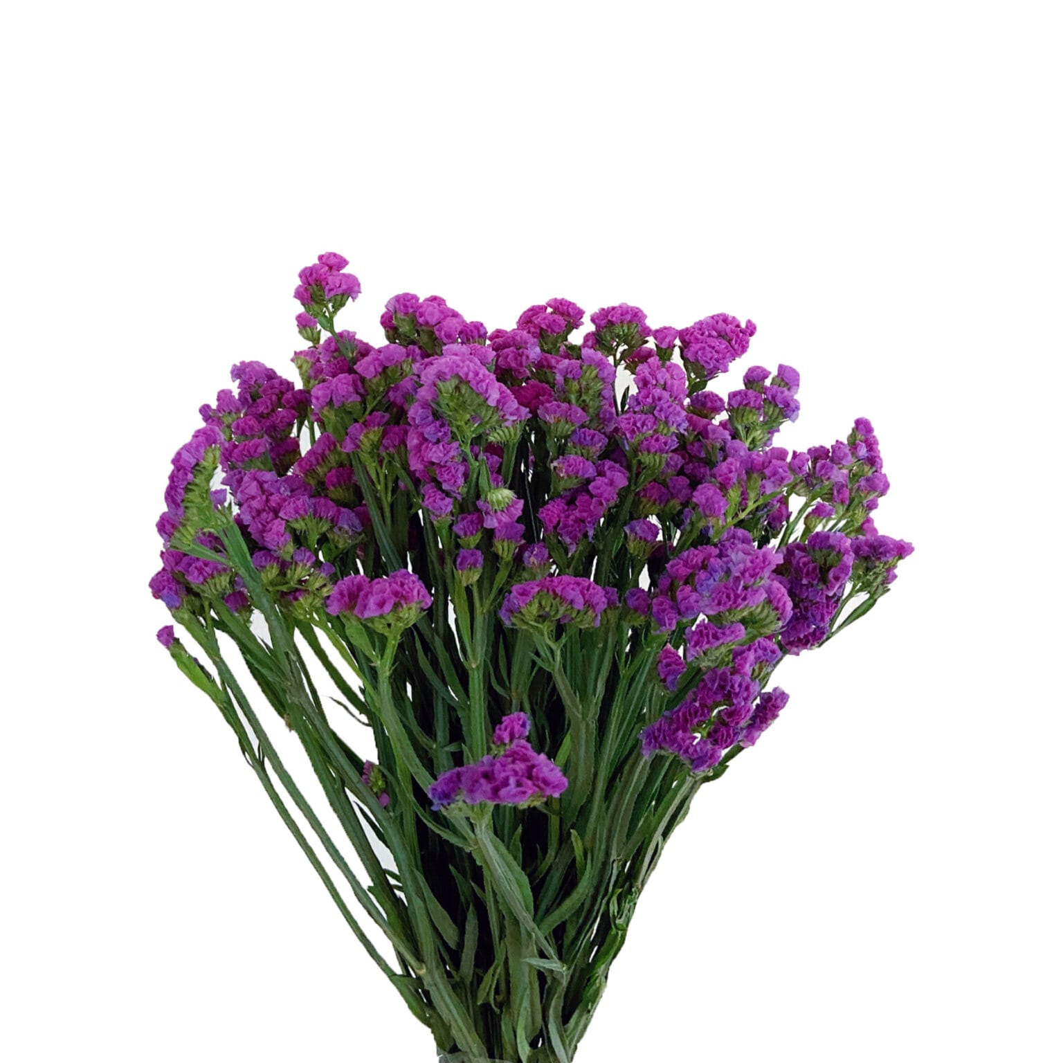 Statice – Floralife Sdn Bhd